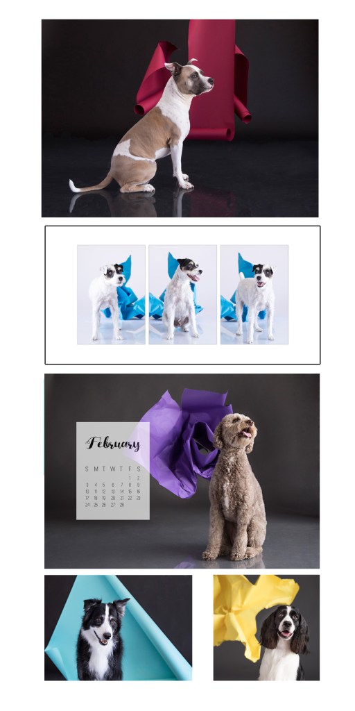 Tiny Dog Calendar voting