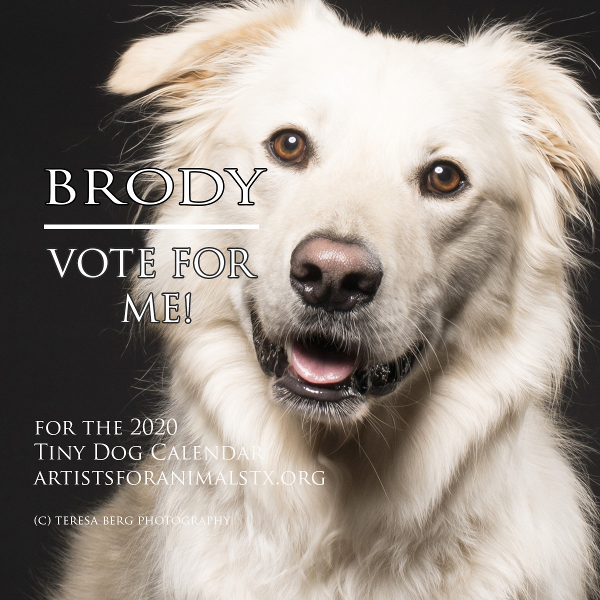 Tiny Dog Calendar voting
