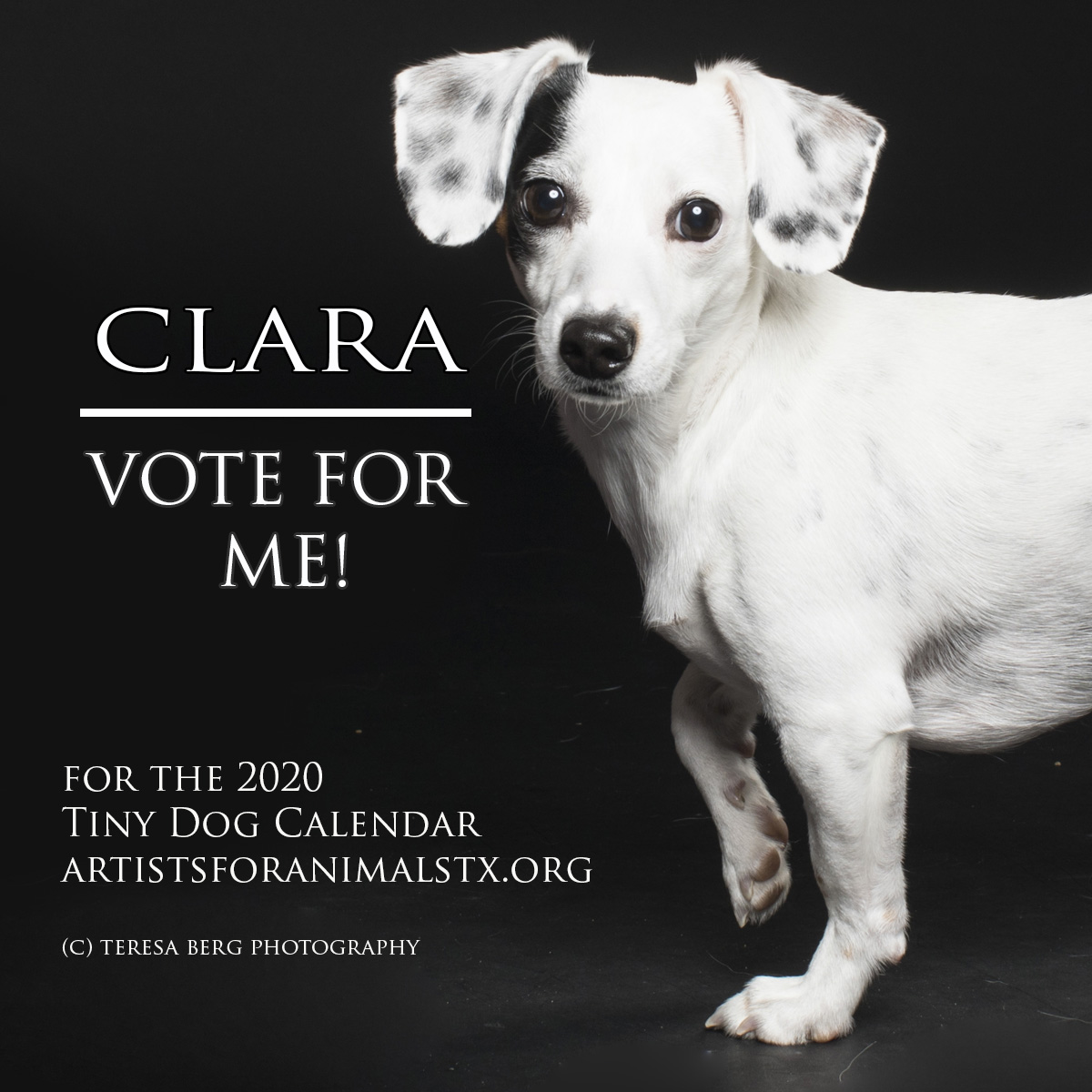 Tiny Dog Calendar voting