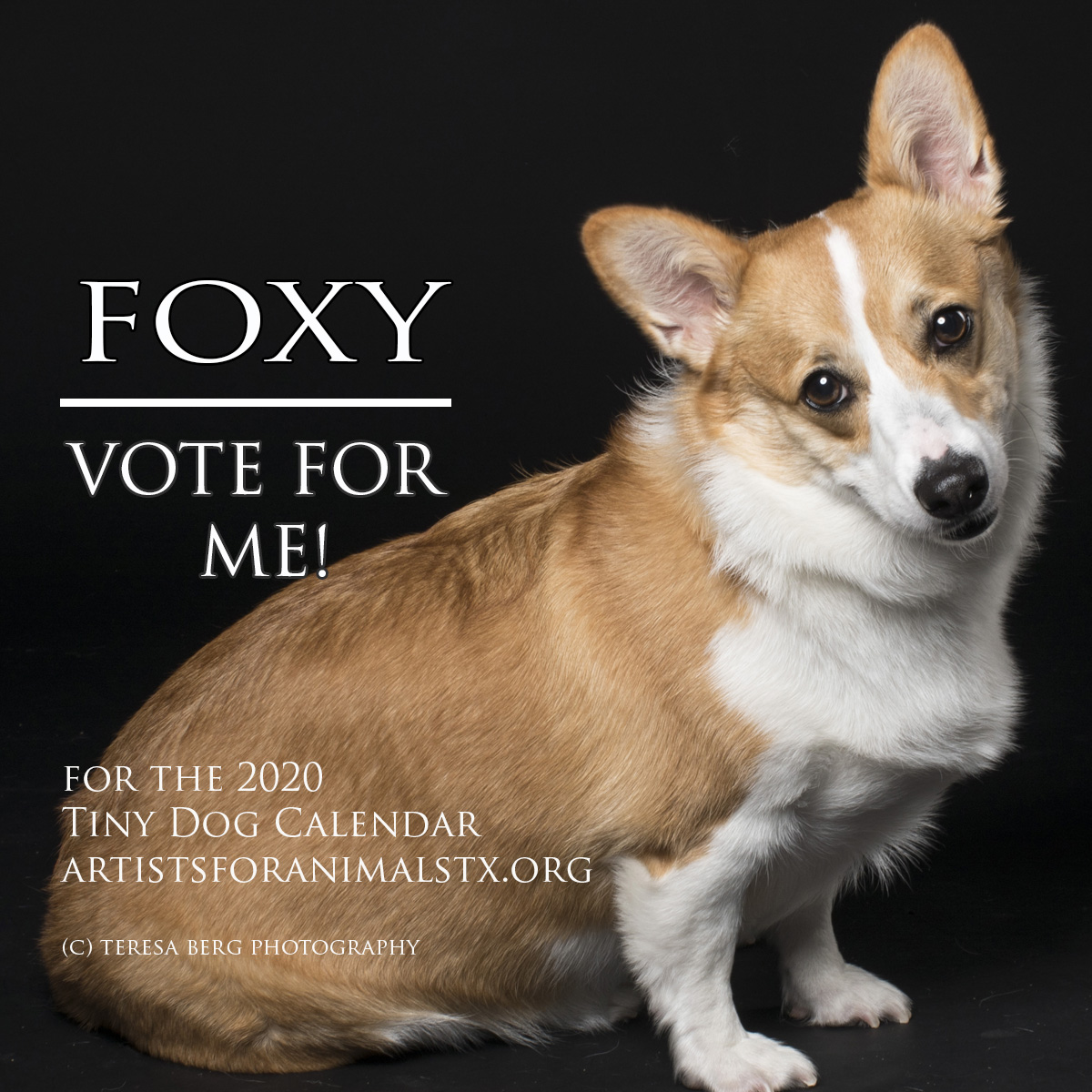 Tiny Dog Calendar voting