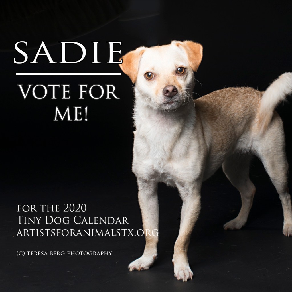 Tiny Dog Calendar voting
